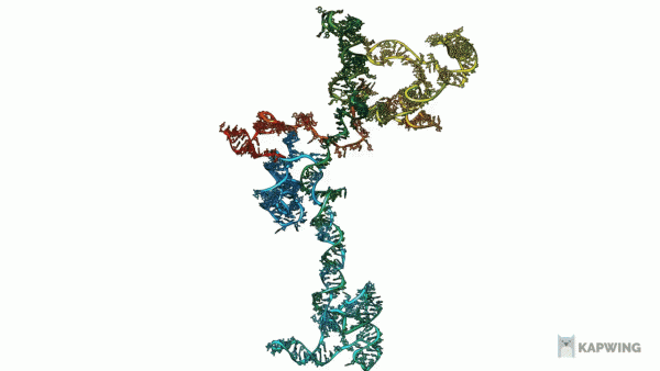 Các nhà khoa học lần đầu tiên có được hình ảnh cấu trúc RNA của trái ...